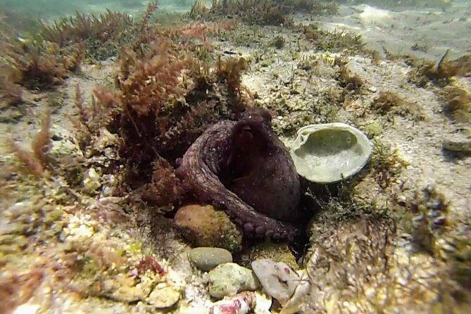 Arrábida Snorkeling Adventure with Transfer from Lisbon - The Sum Up: Is This Tour Worth Your Time?