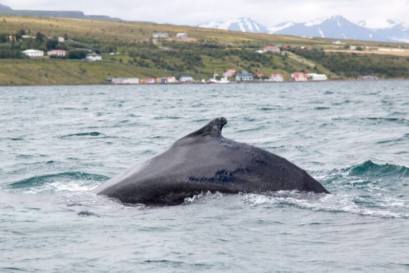 Árskógssandur: Whale-Watching Boat Trip - The Experience: Why It’s Special