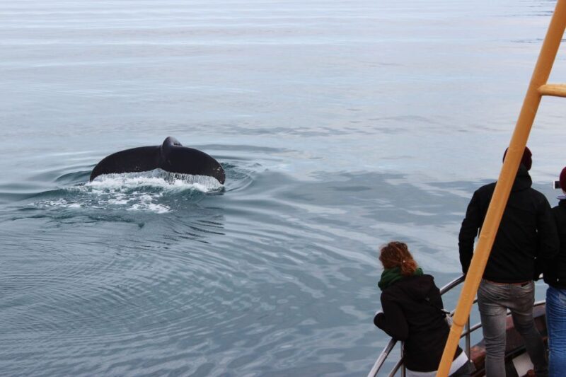 Árskógssandur: Whale-Watching Boat Trip - Practical Tips for Travelers