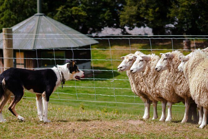 Arthur's Pass and TranzAlpine Train Day Tour from Christchurch - FAQ Section