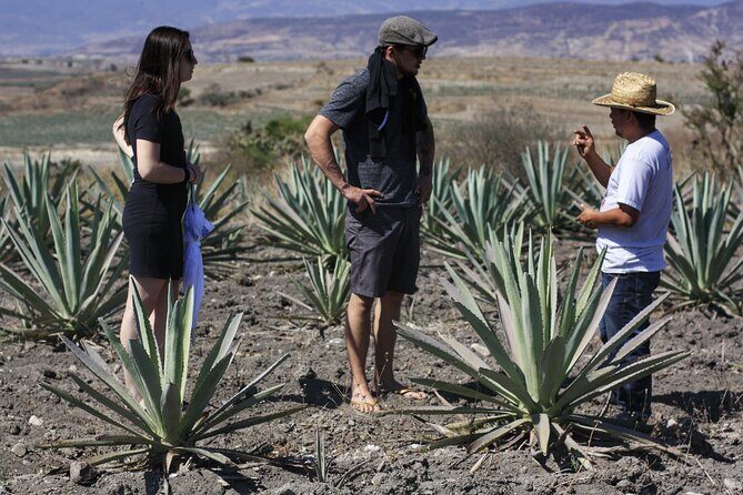 Artisanal Mezcal distillery in an authentic Zapotec village - Key takeaways  