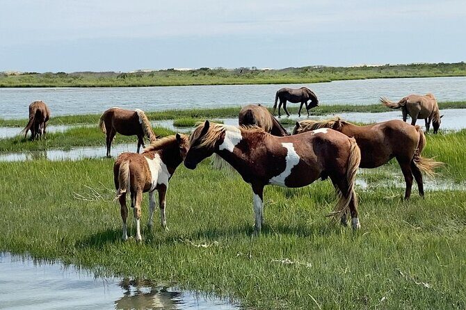 Assateague Island Cruise Departs from Ocean Pines - The Itinerary in Detail