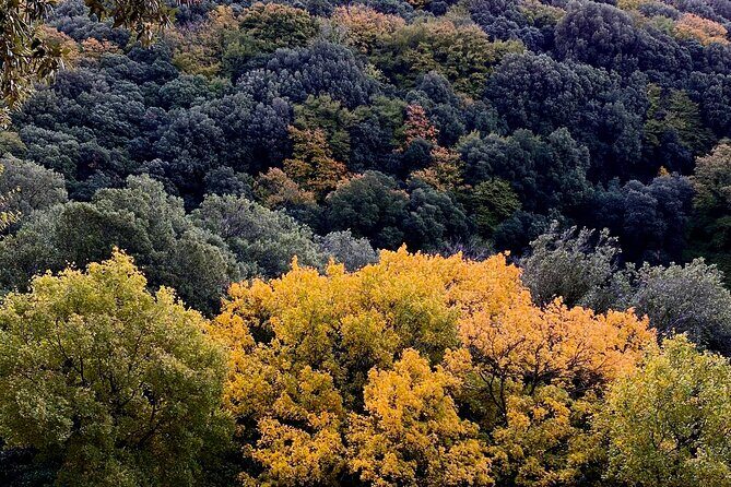 Assisi Best Highlights a Private Tour with Licensed Tour Guide - Who Should Consider This Tour?