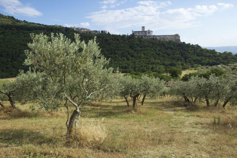 Assisi: Bosco di San Francesco Entry Ticket - Who Should Consider This Experience?