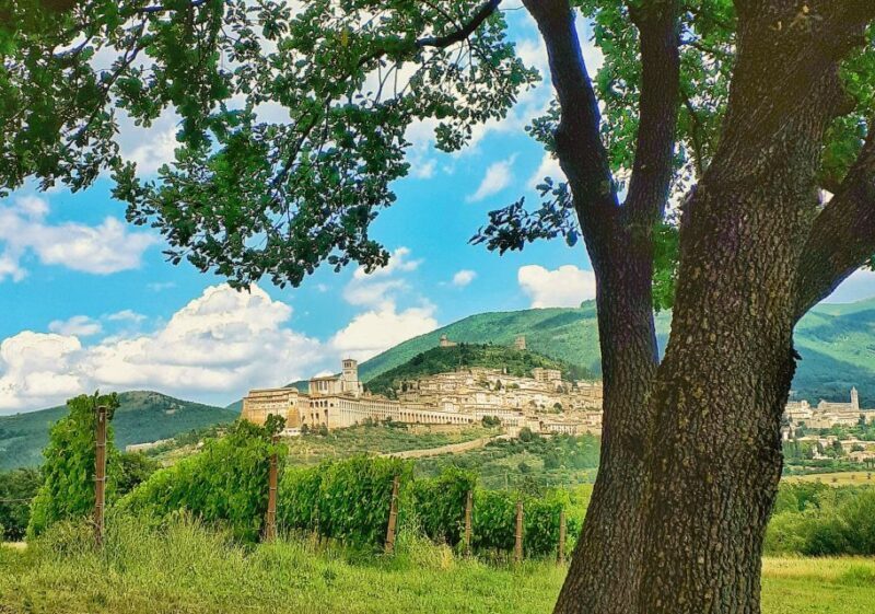 Assisi: Wine tasting, gourmet pairing, walk in the vineyards - Exploring the Vineyard of Assisi: What to Expect