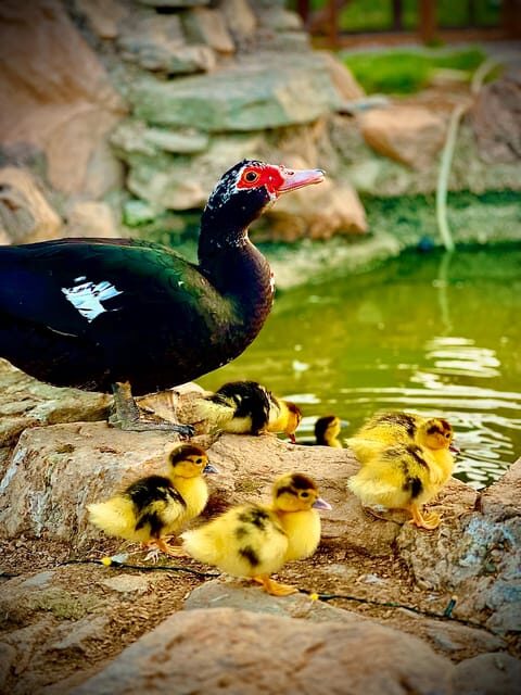 Astronomy Night in Finca Astronomica, Cartagena, Murcia - Key Points