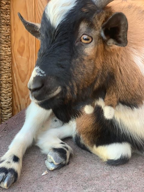 Astronomy Night in Finca Astronomica, Cartagena, Murcia - FAQ