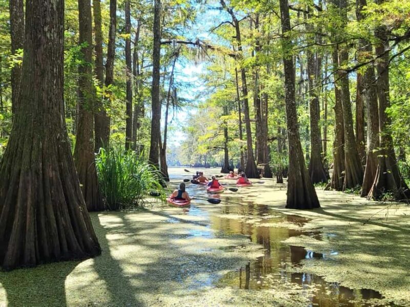 Atchafalaya Basin: 2.5 Hr. Guided Kayak Tour - Wildlife and Nature Highlights