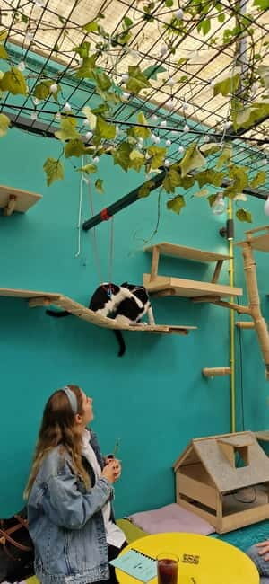 Athens: Cat Cafe Visit with Drink and Sweet - Who Is This Tour Perfect For?  