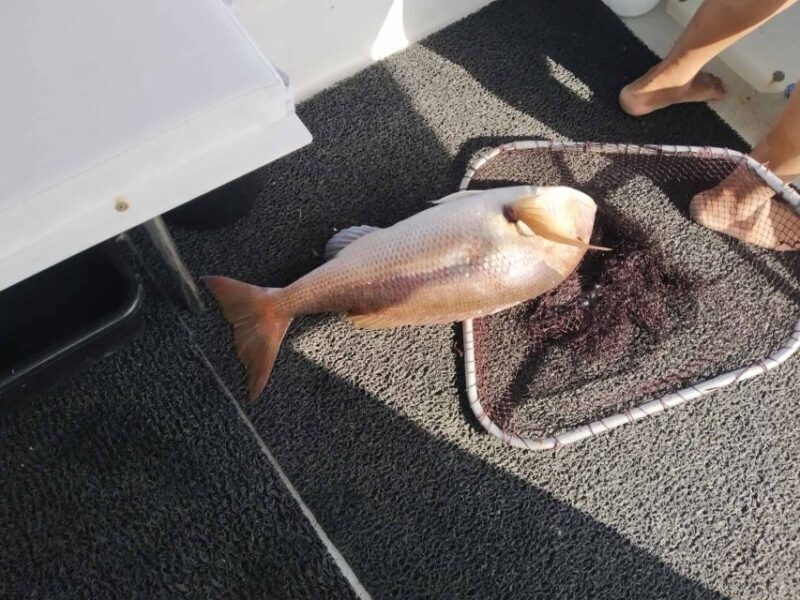 Athens: Fishing Trip Experience on a Boat with Seafood Meal - FAQ