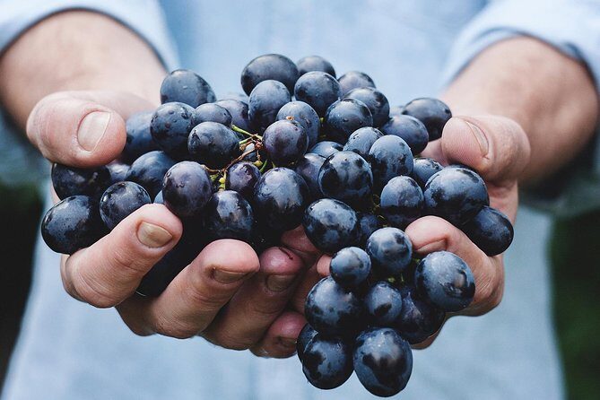 Athens Private Wine Tasting Tour - Dionysian Grapes - An In-Depth Look at the Athens Private Wine Tasting Tour