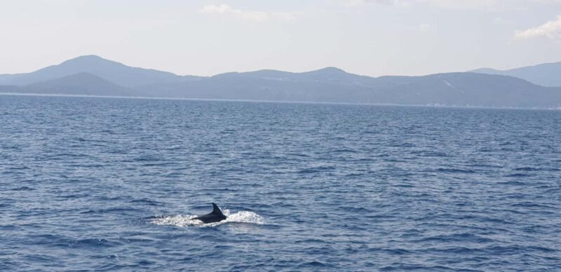Athens Riviera Private Catamaran Cruise with Meal and Drinks - Key Points