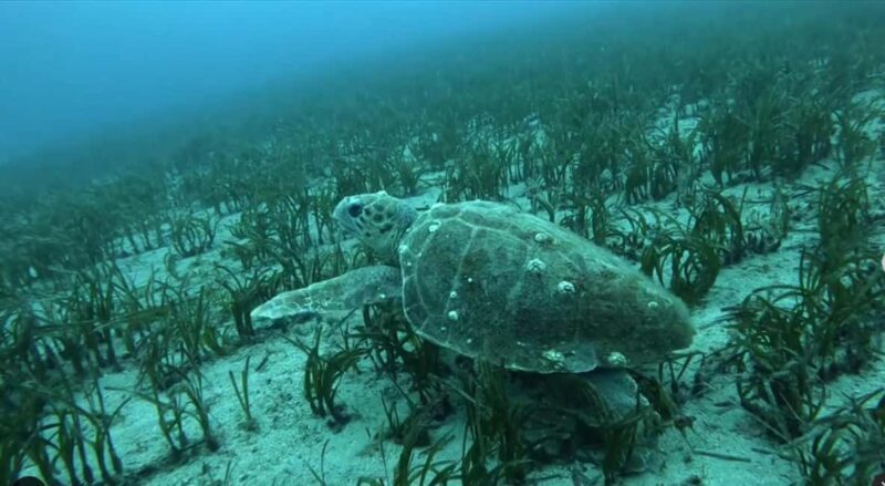 Athens: Try Scuba Diving - FAQs