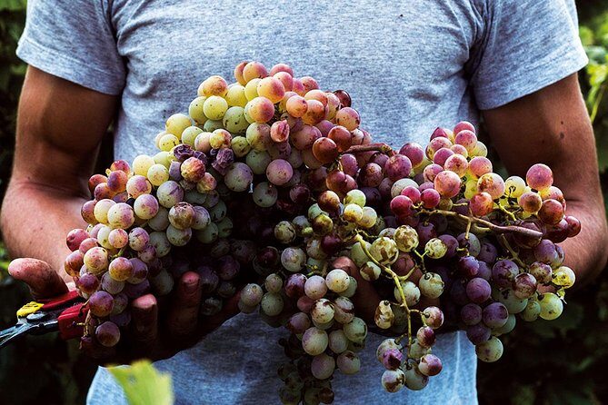 Athens Wine Tour - An Outstanding Full Day Experience For Dedicated Winelovers - Who Should Consider This Tour?