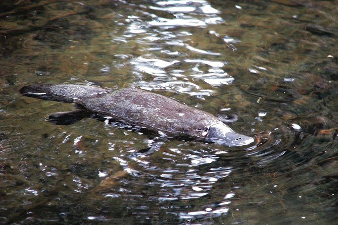 Atherton Tablelands Rain Forest by Night from Cairns - An In-Depth Look at the Experience