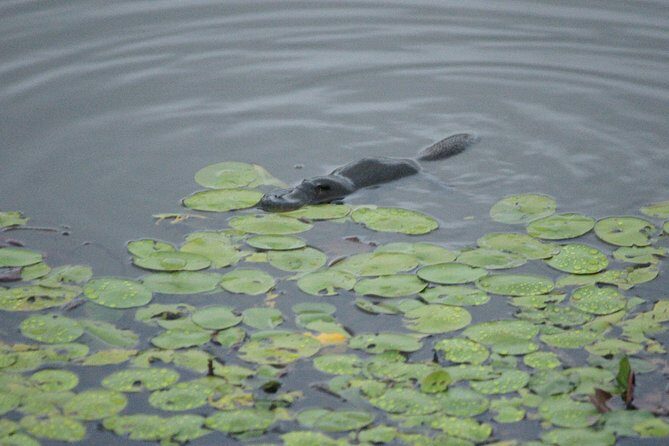 Atherton Tablelands Rain Forest by Night from Cairns - Final Thoughts