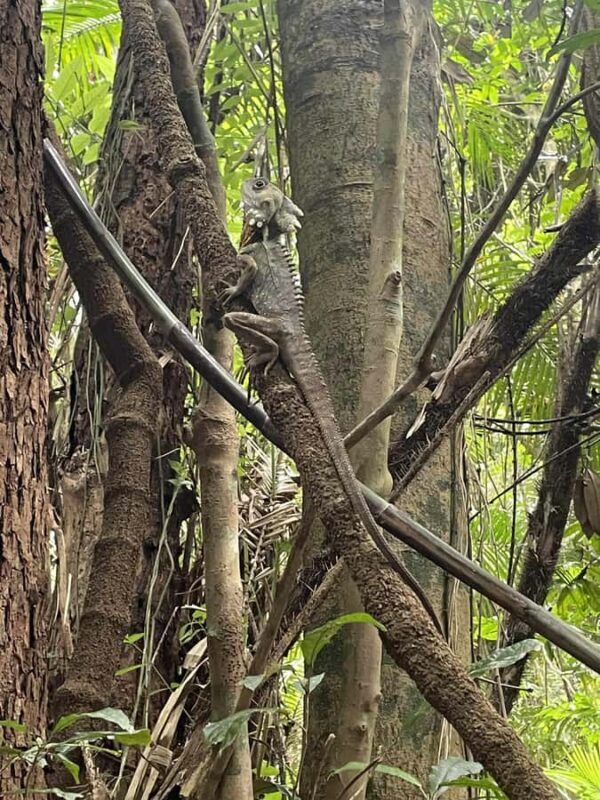 Atherton: Yidinji Explorer Tour with Fig Tree & Lake Barrine - Final Thoughts