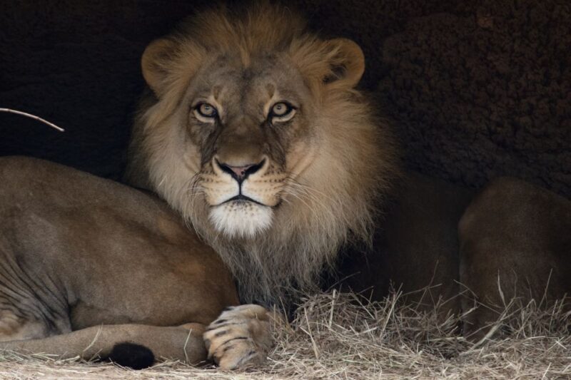 Atlanta CityPASS®: Save up to 49% at 5 Top Attractions - Authentic Insights from Travelers