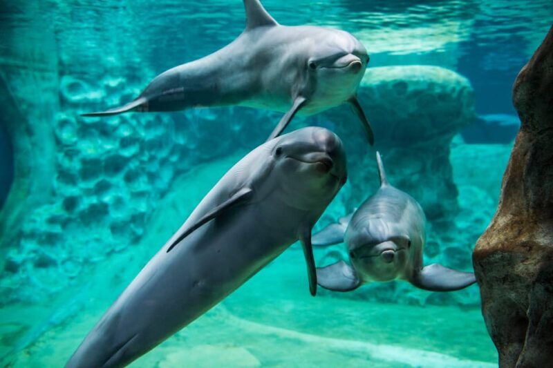 Atlanta: Georgia Aquarium Skip-the-Box-Office Entry Ticket - The Value of Your Ticket