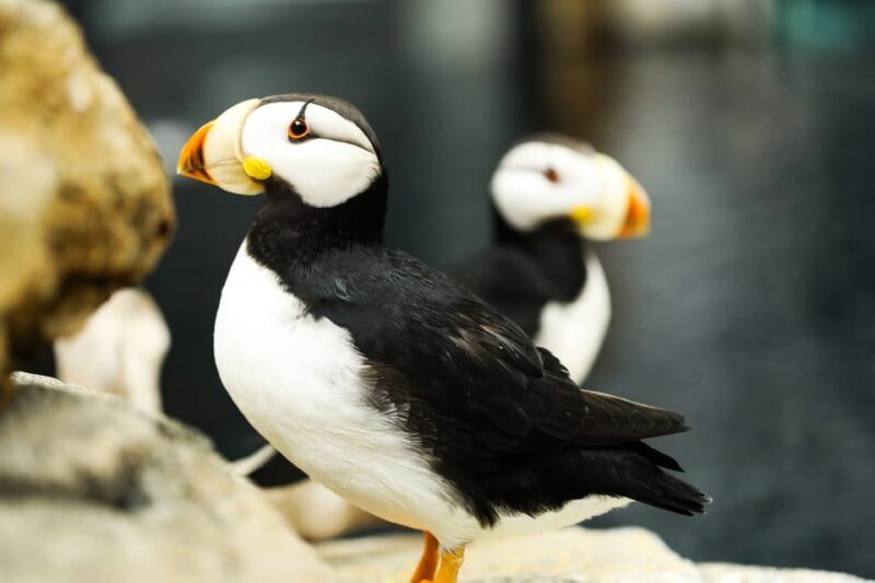 Atlanta: Georgia Aquarium Skip-the-Box-Office Entry Ticket - FAQ