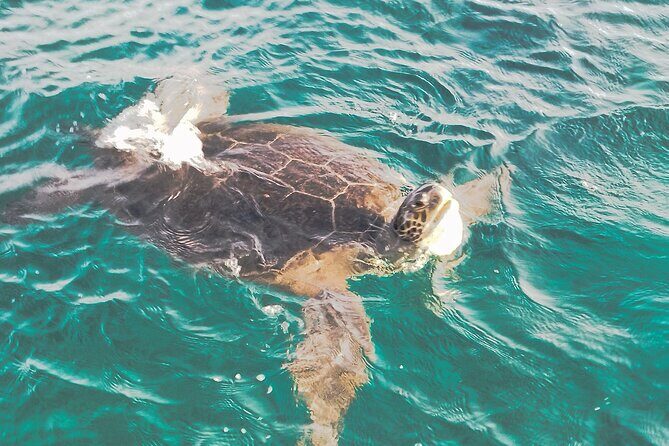 Atlantis Turtle Watching Cruise & Snorkelling Adventure - What Travelers Love Most