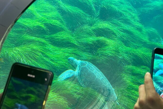 Atlantis Turtle Watching Cruise & Snorkelling Adventure - FAQ