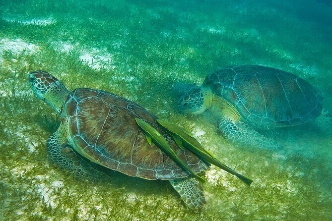 Atv Turtles and Cenote - The Sum Up: Is It Worth It?