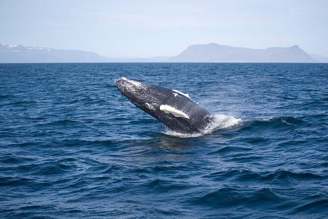 ATV & Whale Watching Full day adventure in Reykjavik - FAQ  