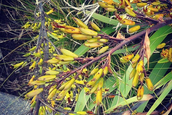 Auckland Airport and City Transfers (To or from) - FAQ (Frequently Asked Questions)