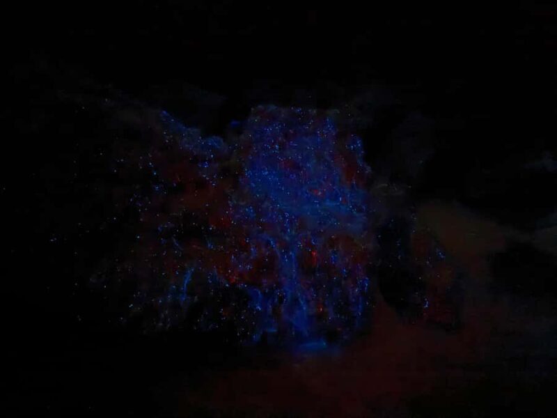 Auckland: Bioluminescence Kayak Tour with Guide - Key Points