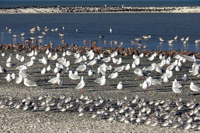 Auckland Birdwatching and Hiking Private Tour - Key Points