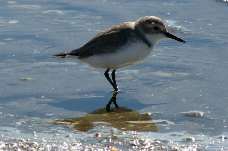 Auckland: Birdwatching, Hiking & Waterfalls Tour - Introduction
