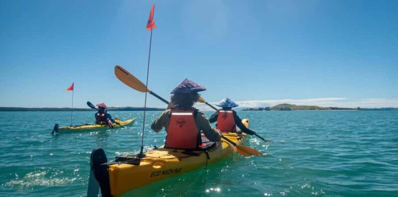 Auckland: Browns Island (Motukorea) Sea Kayak Tour - Detailed Experience Breakdown