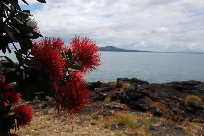 Auckland Bush, Beach and Bites Trail - A Scenic Escape Close to Auckland