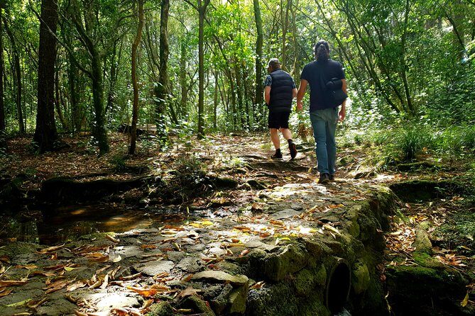 Auckland Bush, Beach and Bites Trail - The Kiwi Picnic Experience