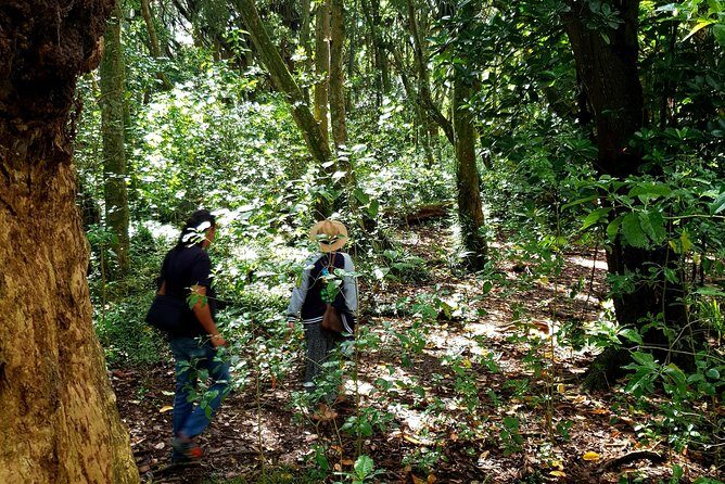 Auckland Bush, Beach and Bites Trail - Geology and Landmarks: Trekking Across Lava Flows