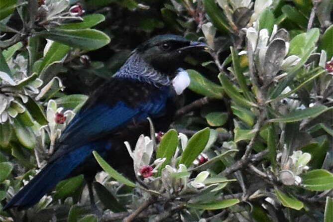 Auckland Bush, Beach and Bites Trail - The Sum Up