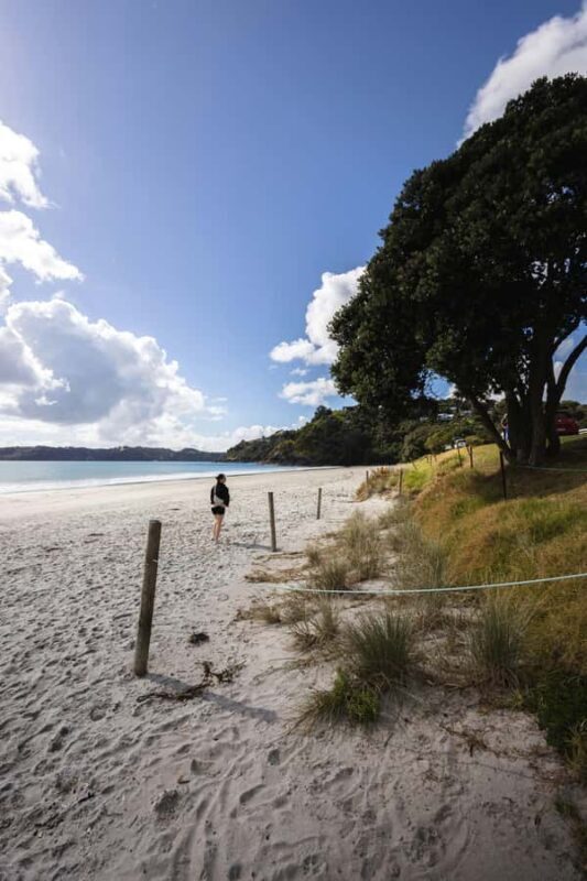 Auckland City Full Tour -PRIVATE TOUR - Final Thoughts on the Tour
