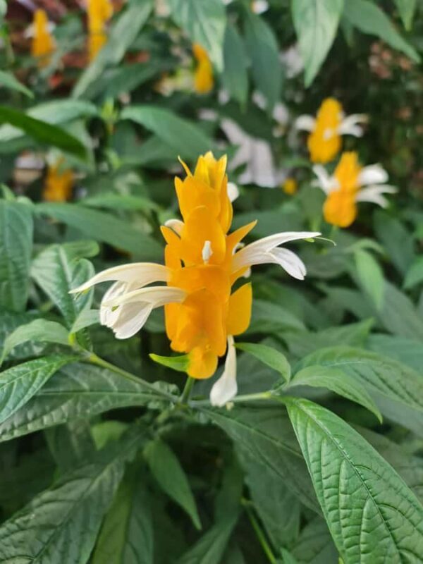 Auckland City Highlights Half Day Tour - Authentic Experiences from Reviews