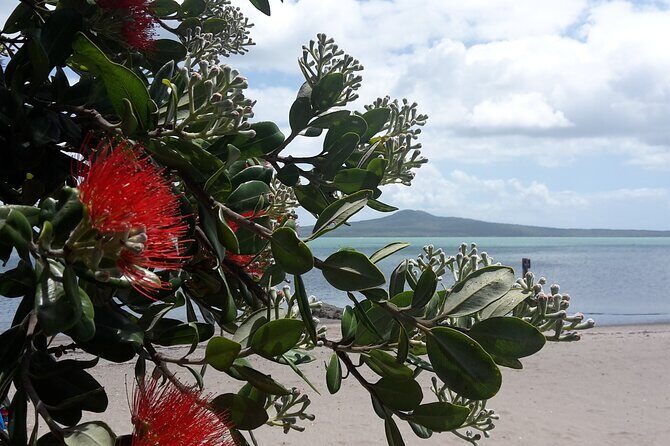Auckland Coast to Coast tour - Auckland Coast to Coast Tour: A Walk Through the City’s Natural and Cultural Highlights