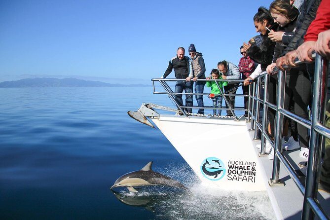 Auckland Dolphin and Whale Watching Eco-Safari Cruise - What the Reviews Say