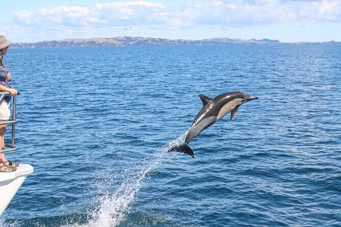 Auckland Dolphin and Whale Watching Eco-Safari Cruise - FAQs