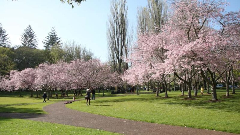 Auckland: Full-Day City Tour - Final Thoughts