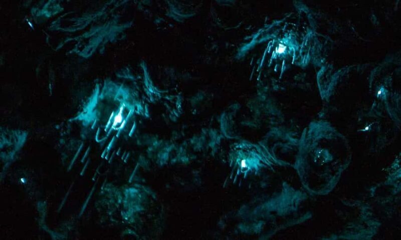Auckland: Inner-City Glowworm Experience in Ancient Volcano - Key Points