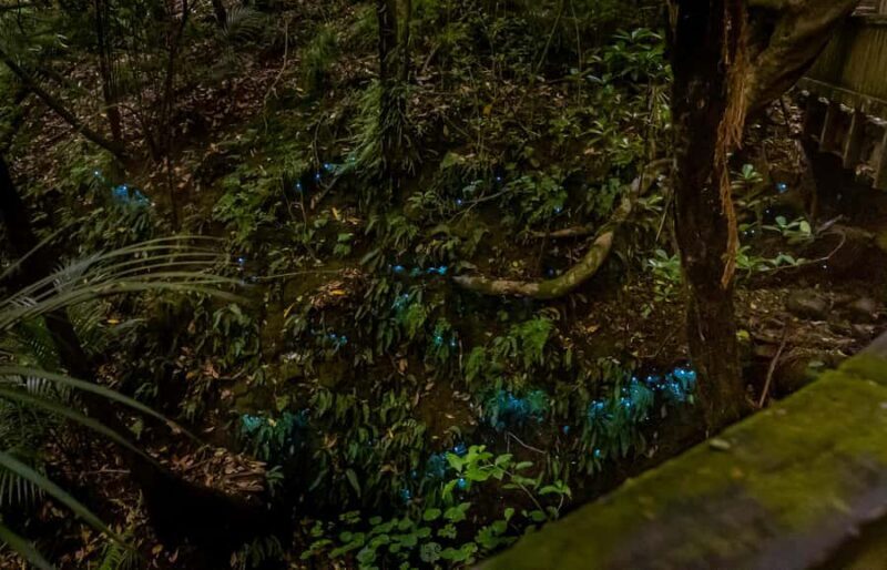 Auckland: Inner-City Glowworm Experience in Ancient Volcano - Who Would Love This Tour?