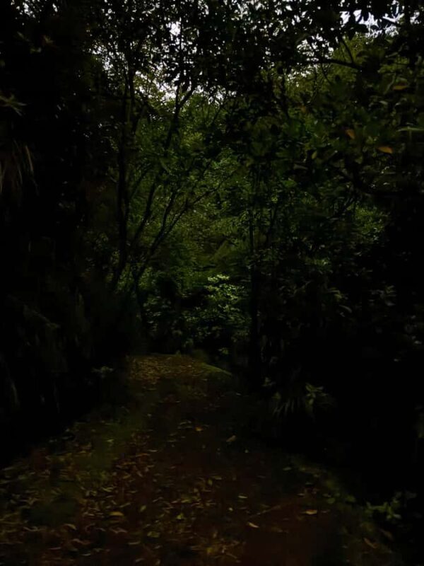 Auckland: Inner-City Glowworm Experience in Ancient Volcano - FAQ