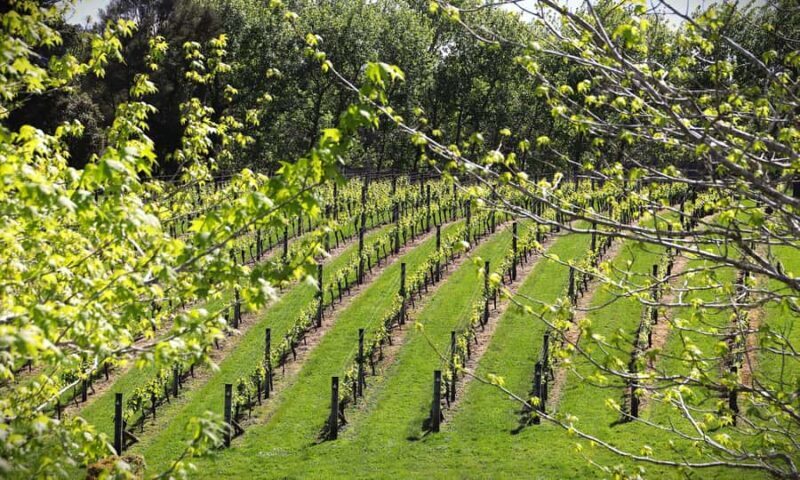 Auckland: Kumeu Wine Tasting Tour and Black Sand Beach - FAQs