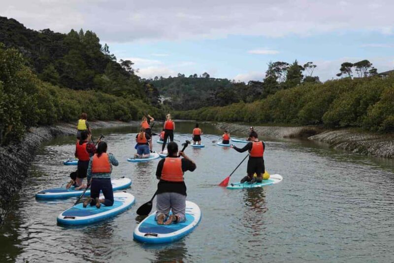 Auckland: Lucas Creek Waterfall SuP Tour - Introduction