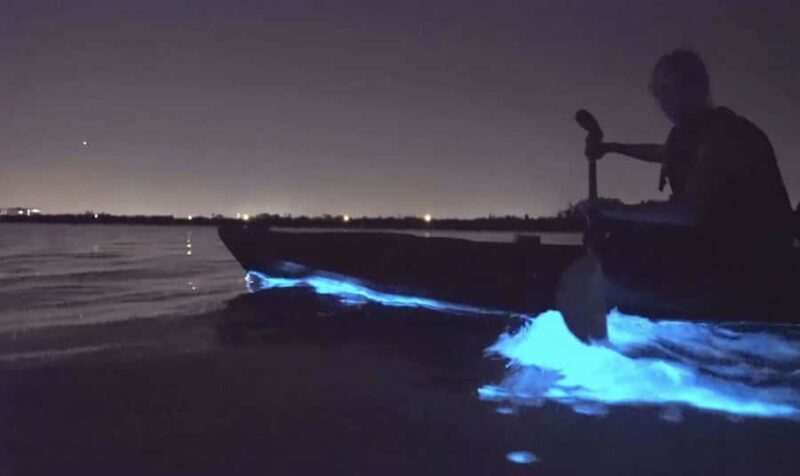 Auckland: Night Kayak Tour in Glowing Bioluminescent Waters - Auckland: Night Kayak Tour in Glowing Bioluminescent Waters