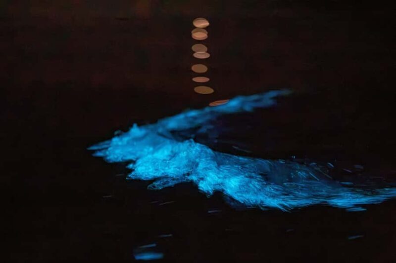 Auckland: Night Kayak Tour in Glowing Bioluminescent Waters - Detailed Breakdown of the Itinerary
